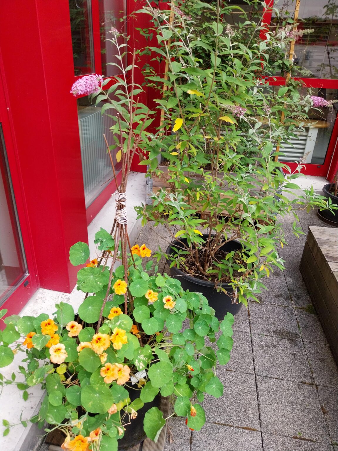 Greening of the inner courtyard - greencoolschools.eu